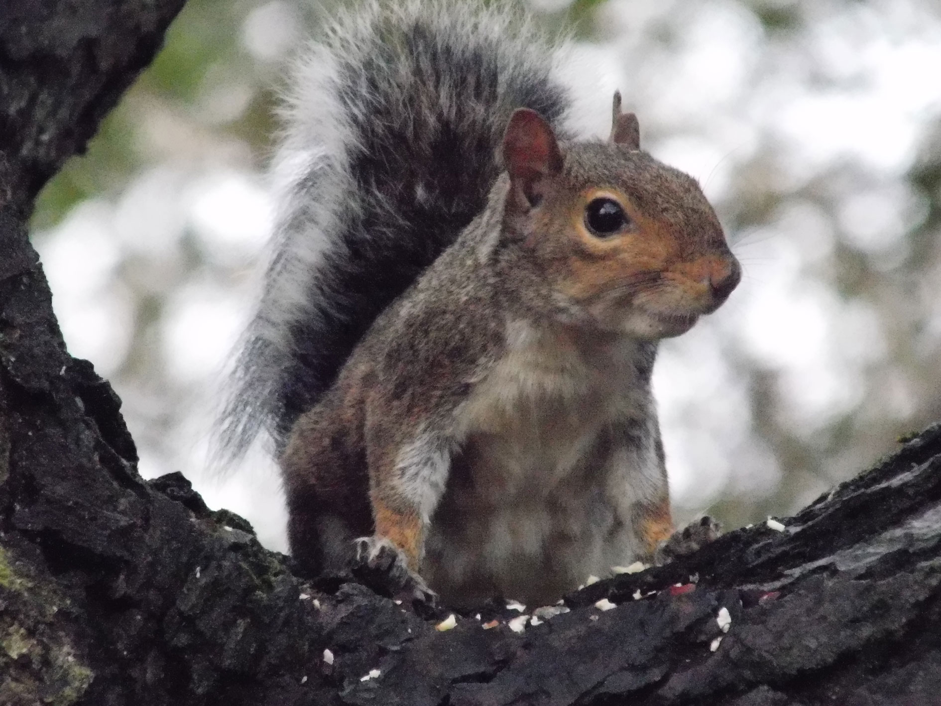 Nikon COOLPIX B500 review | Cameralabs