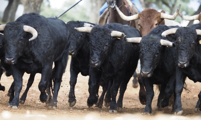 Olympus OMD EM1 Mark II review | Cameralabs