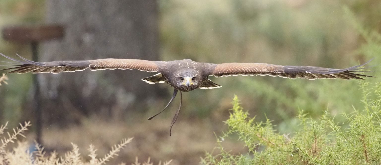 Olympus OMD EM1 Mark II review | Cameralabs