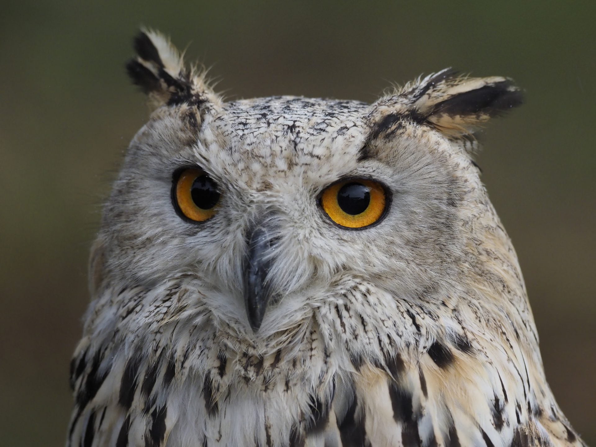 Olympus OMD EM1 Mark II review | Cameralabs