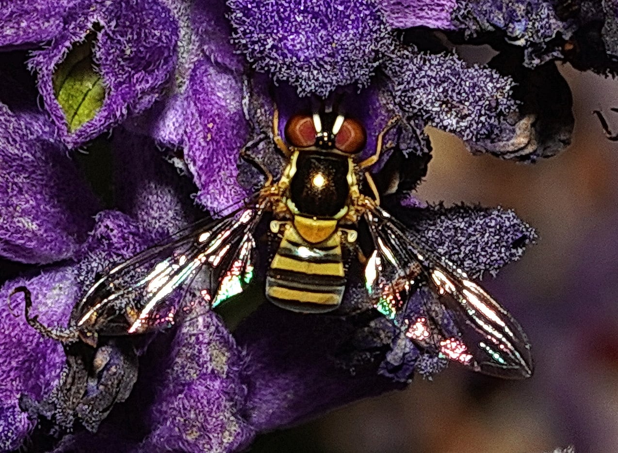 How to photograph bees | Cameralabs