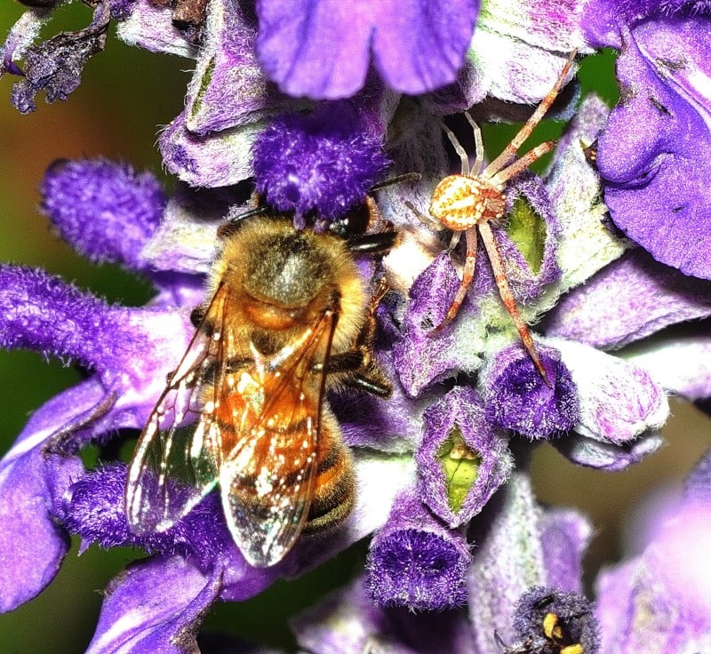 How to photograph bees | Cameralabs