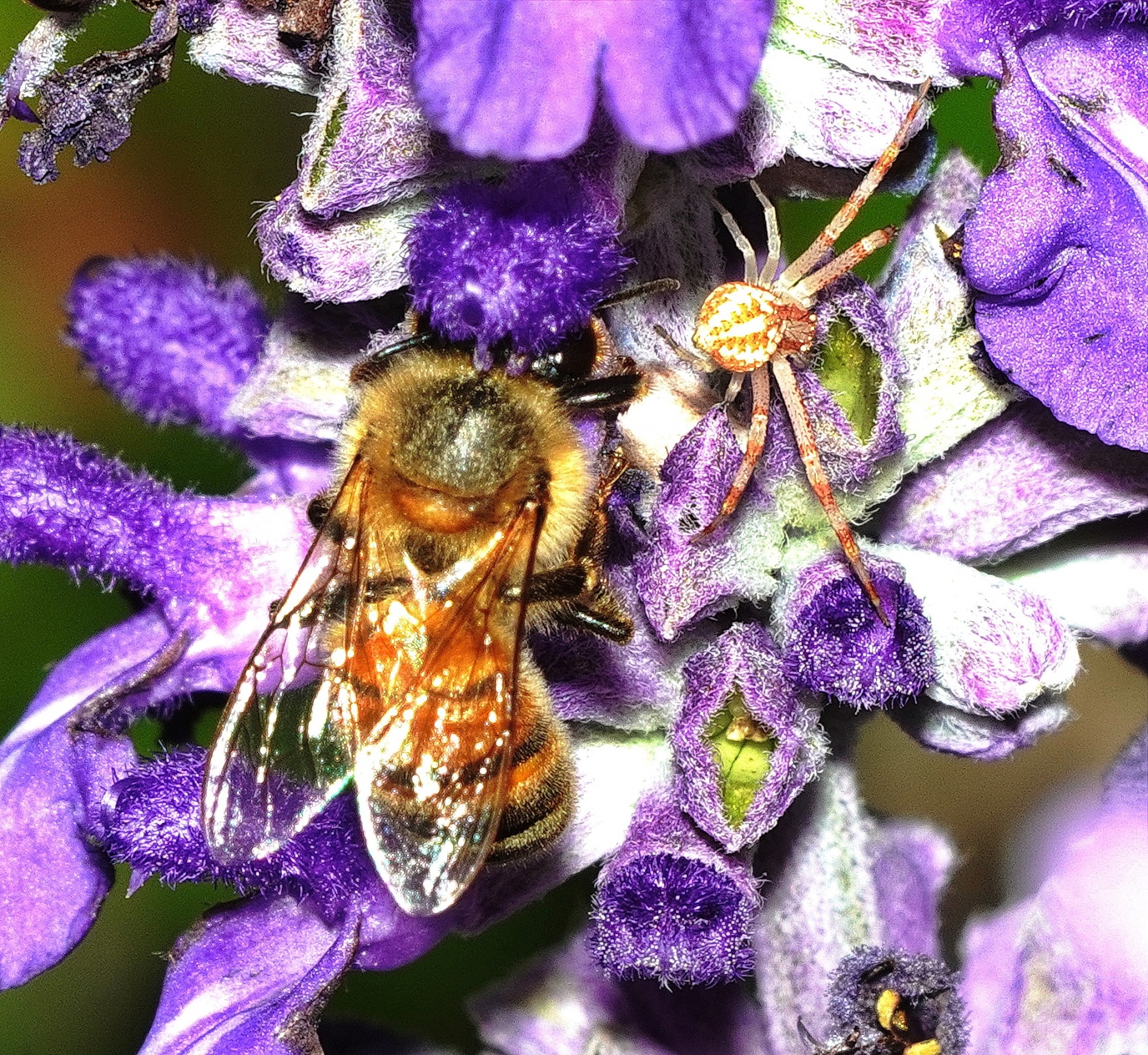 How to photograph bees | Cameralabs