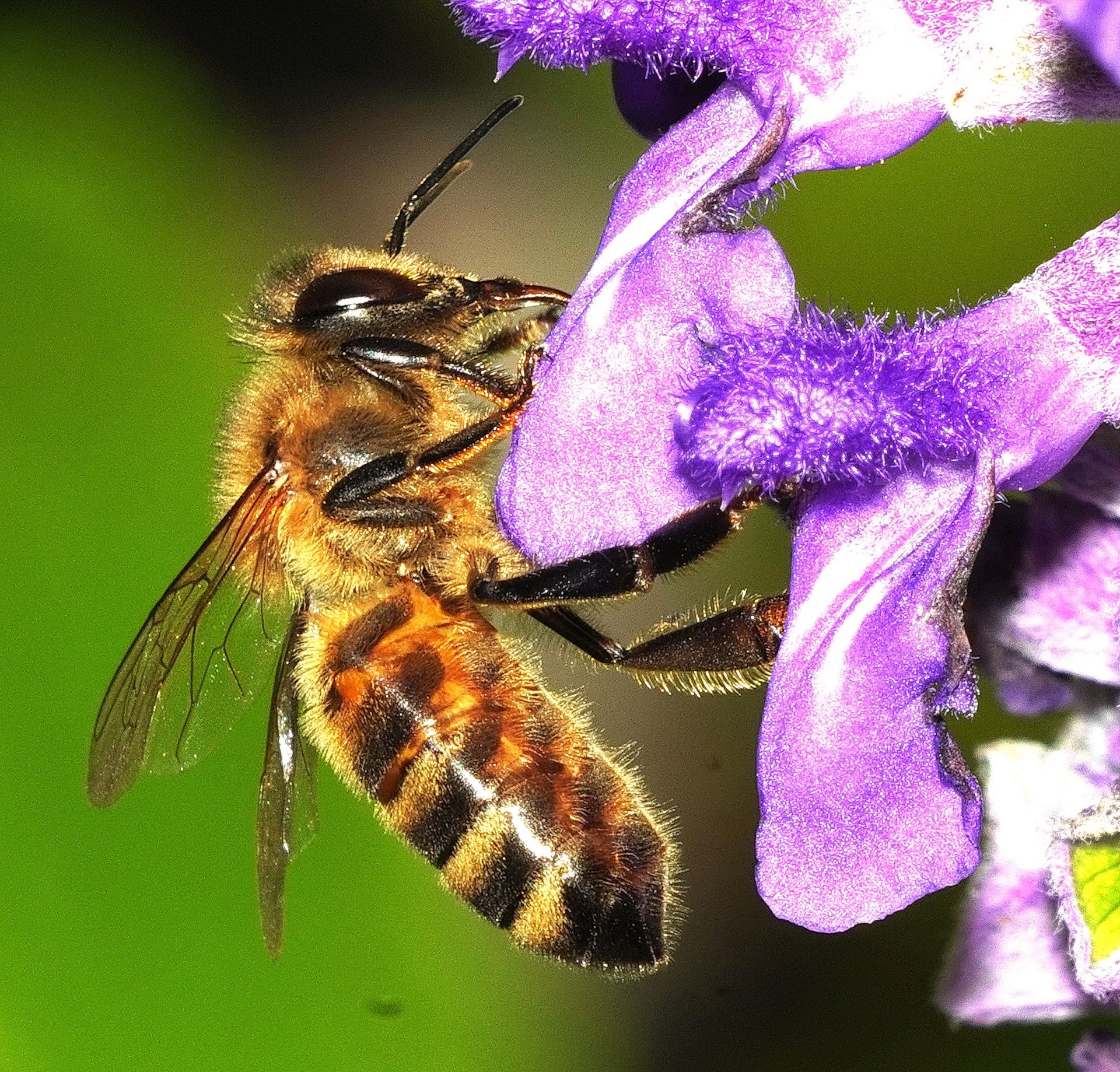 How to photograph bees | Cameralabs