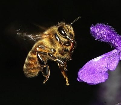 How to photograph bees | Cameralabs