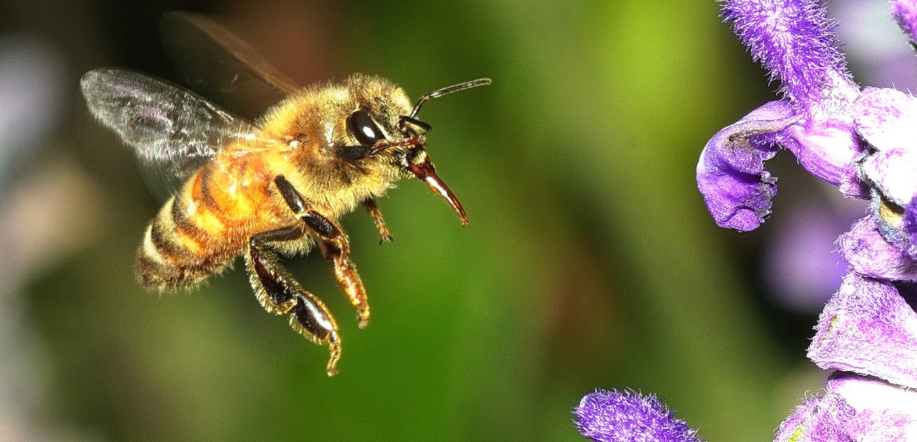 How to photograph bees | Cameralabs