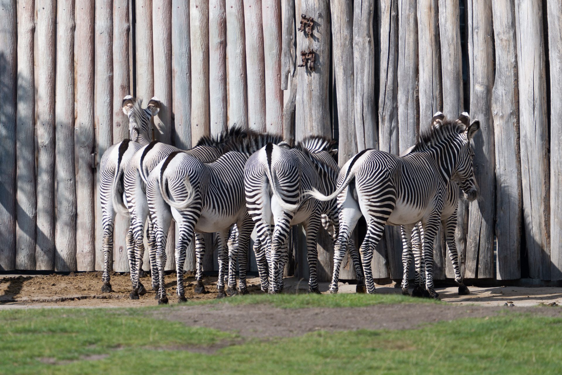 Nikon Z TC-1.4x TC-2.0x teleconverter review | Cameralabs