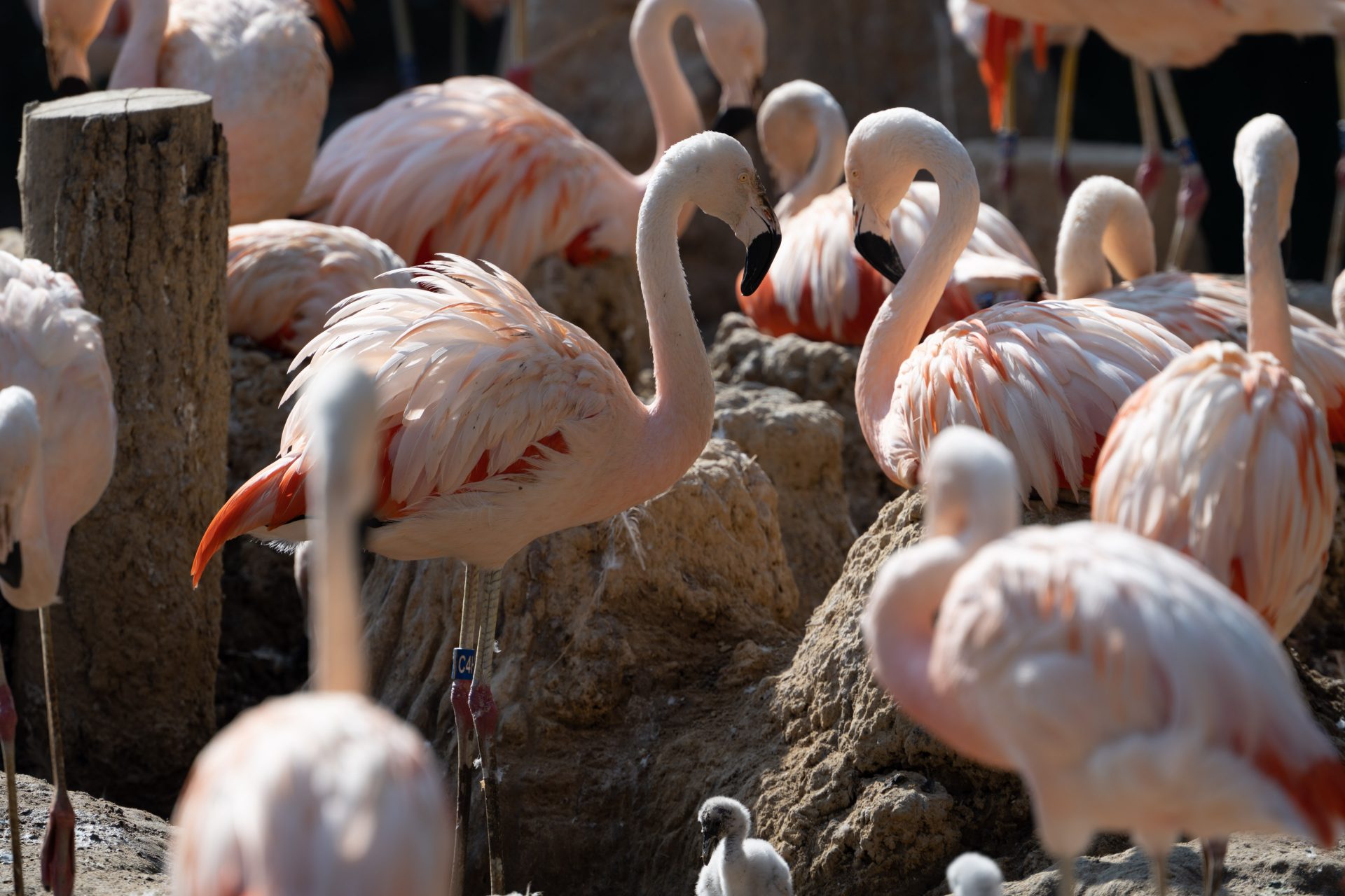 Nikon Z TC-1.4x TC-2.0x teleconverter review | Cameralabs