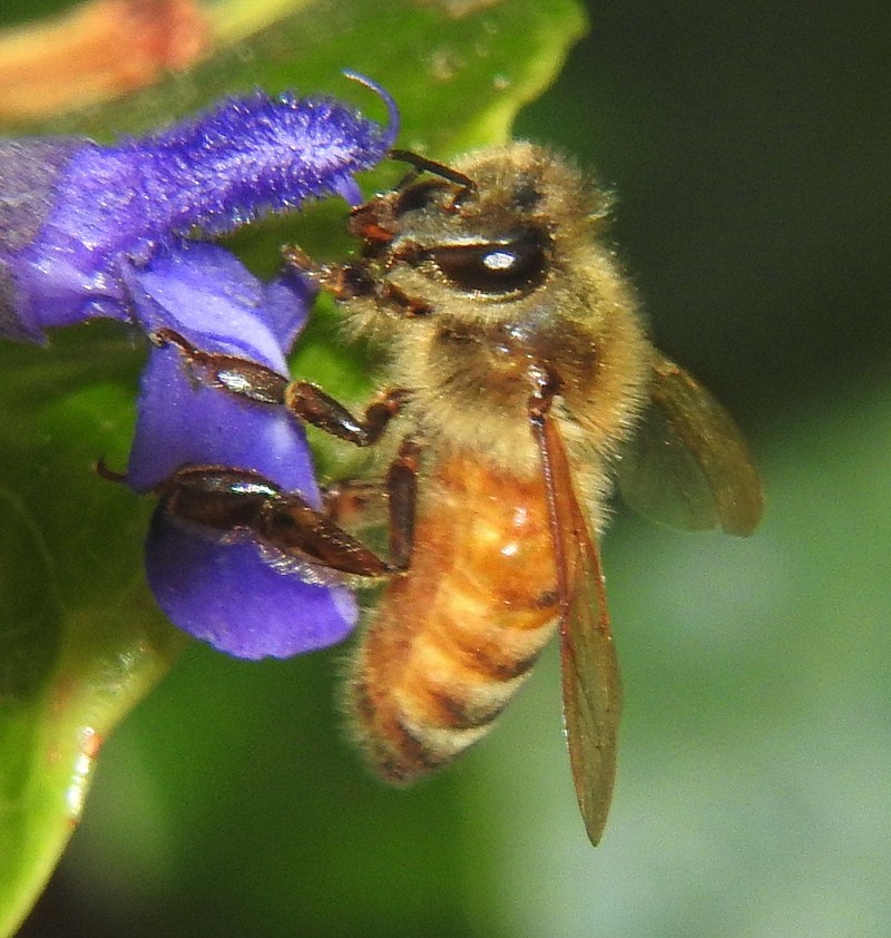 How to photograph bees | Cameralabs
