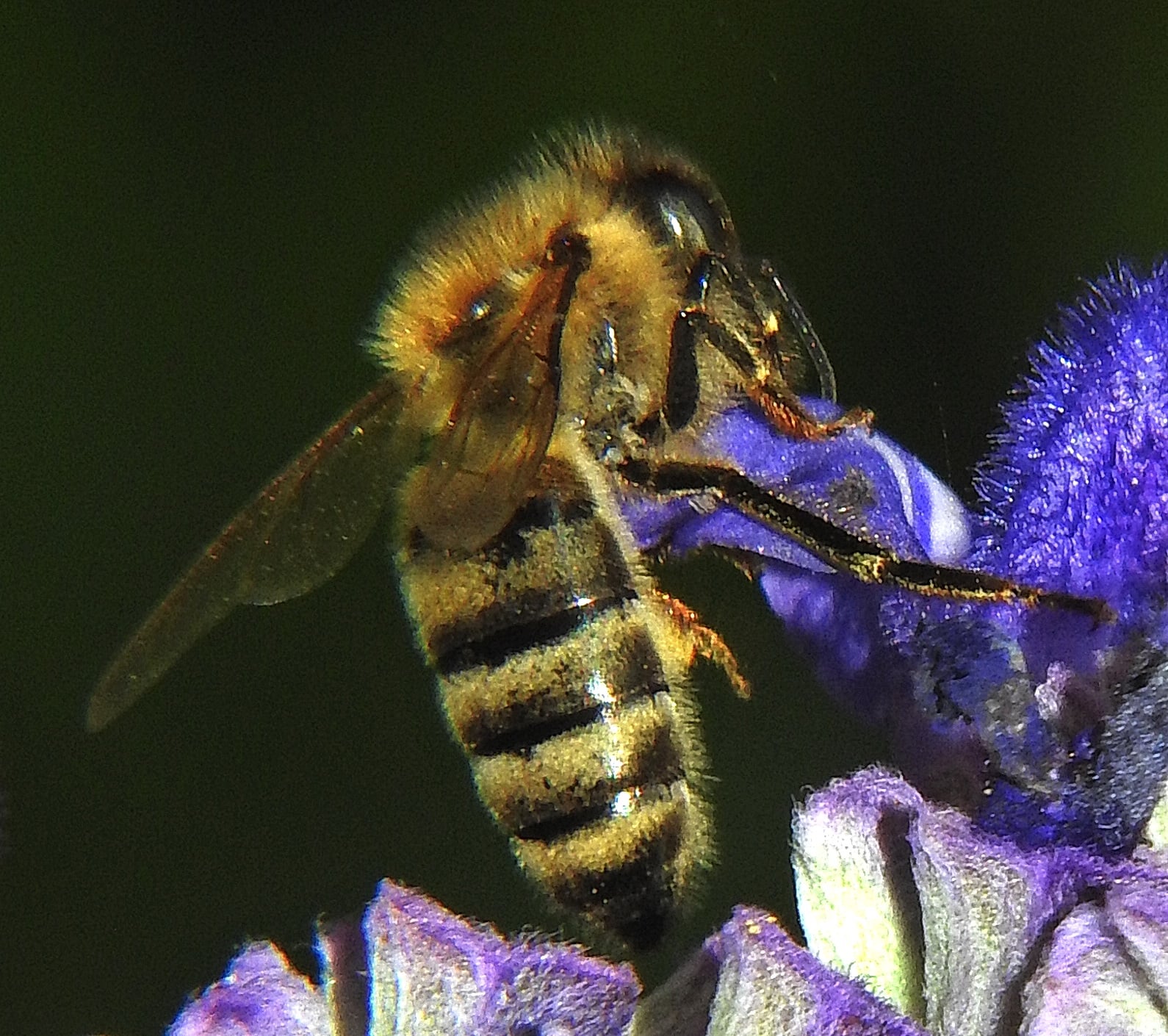 How to photograph bees | Cameralabs