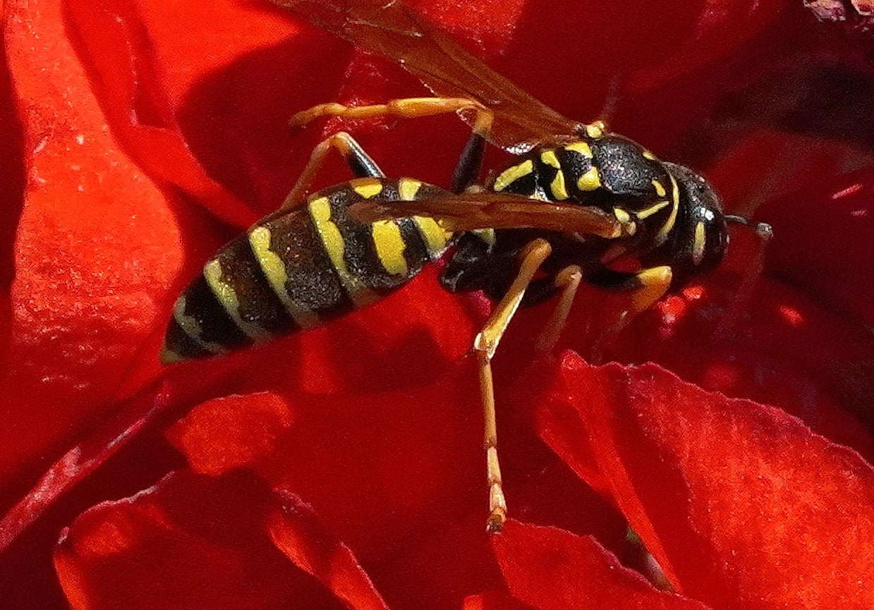 How to photograph bees | Cameralabs