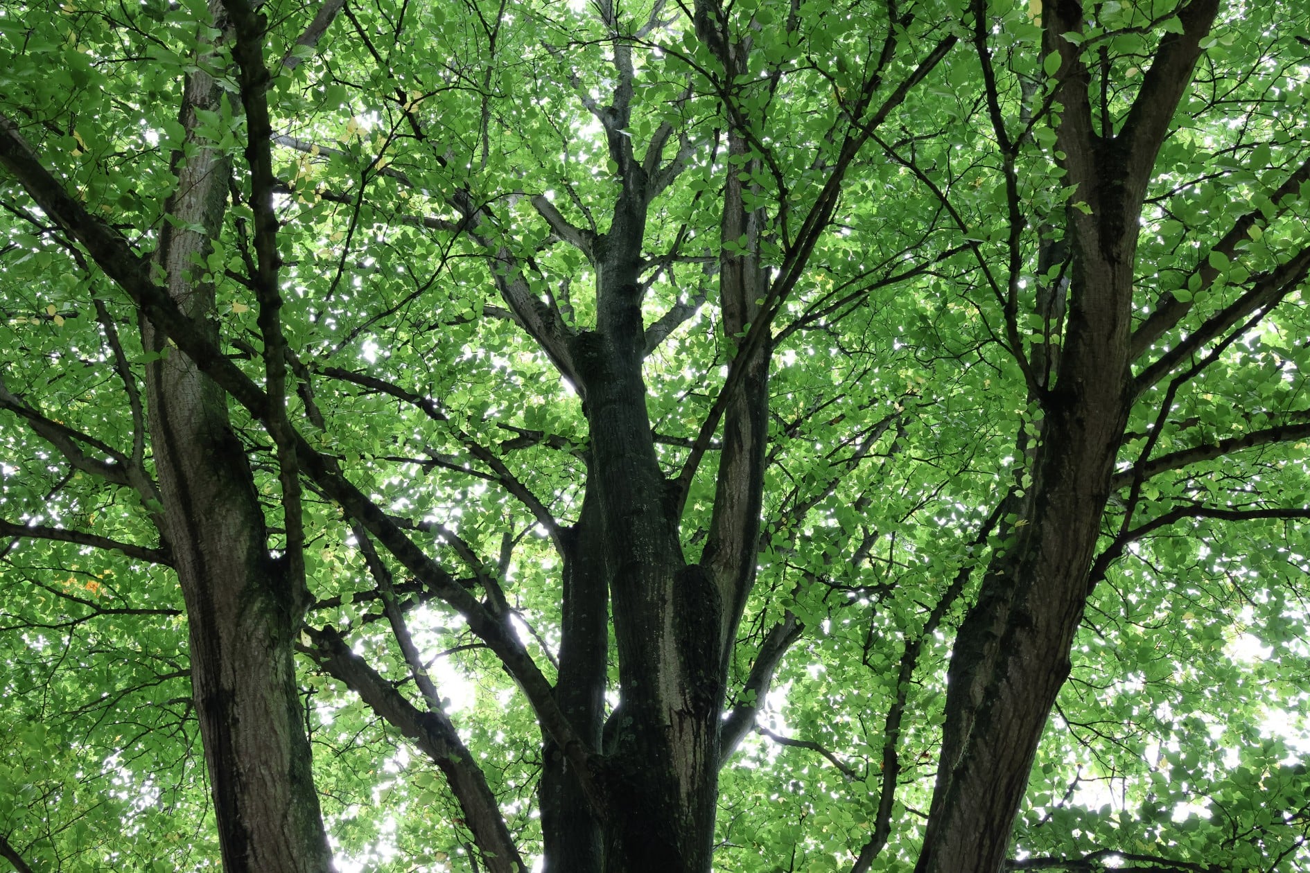 Canon EOS R7 review | Cameralabs