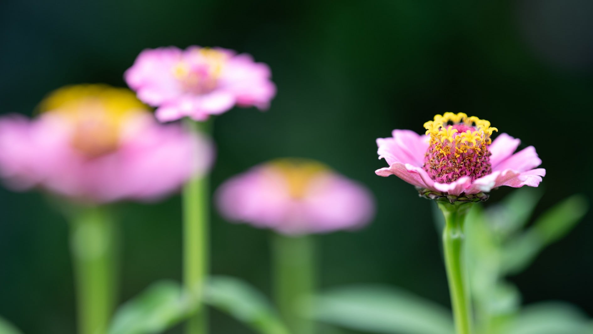 Nikon Z 135mm f1.8 S Plena review | Cameralabs
