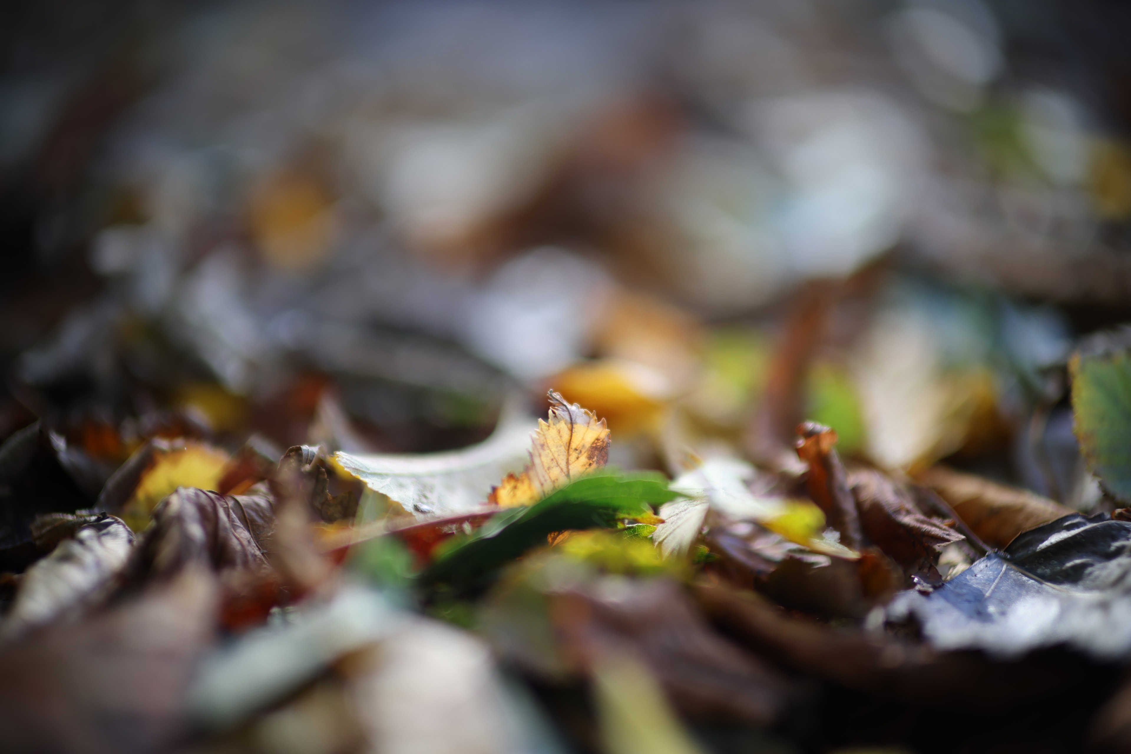 Voigtlander 50mm f1 Nokton review | Cameralabs