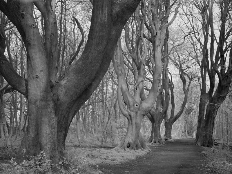 Sony Cyber-shot F717 retro review | Cameralabs