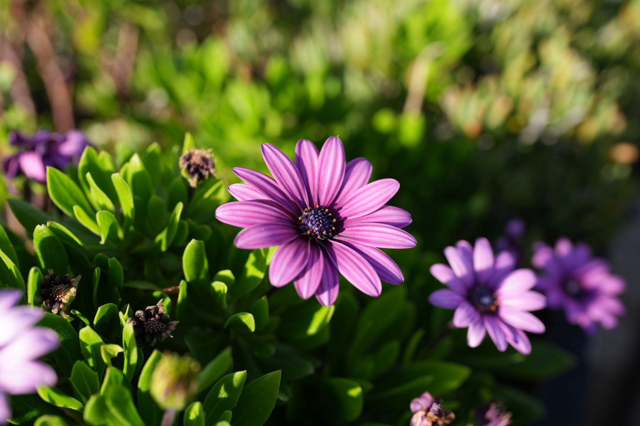 Sony A1 II review | Cameralabs